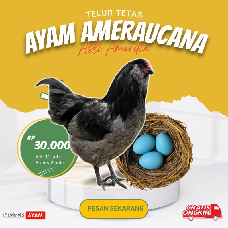 Jual TELUR AYAM AMERAUCANA TELUR BIRU | Shopee Indonesia