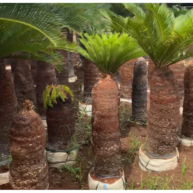 Jual tanaman hias sikas // mawar jambe | Shopee Indonesia