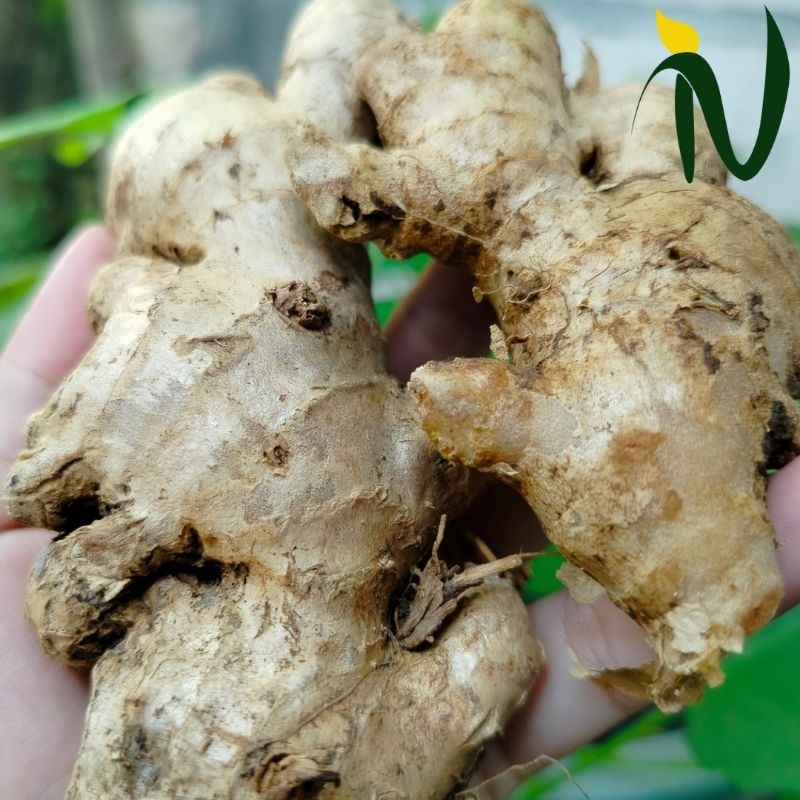 Jual Jahe Putih/jahe gajah Segar super 500 gram | Shopee Indonesia