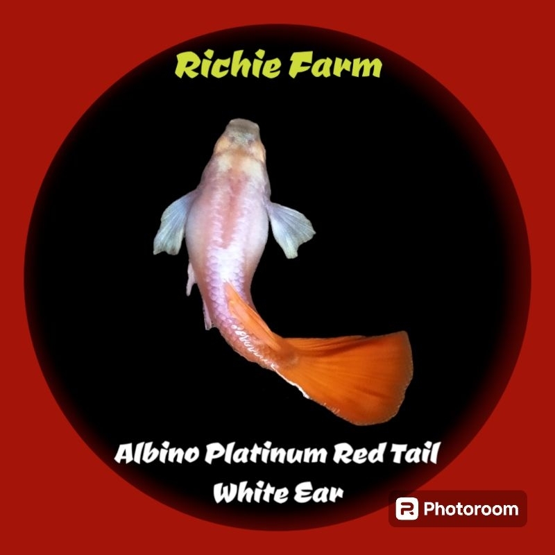 Jual Guppy albino platinum red tail white ear / gupi gupy PRTBE strain ...