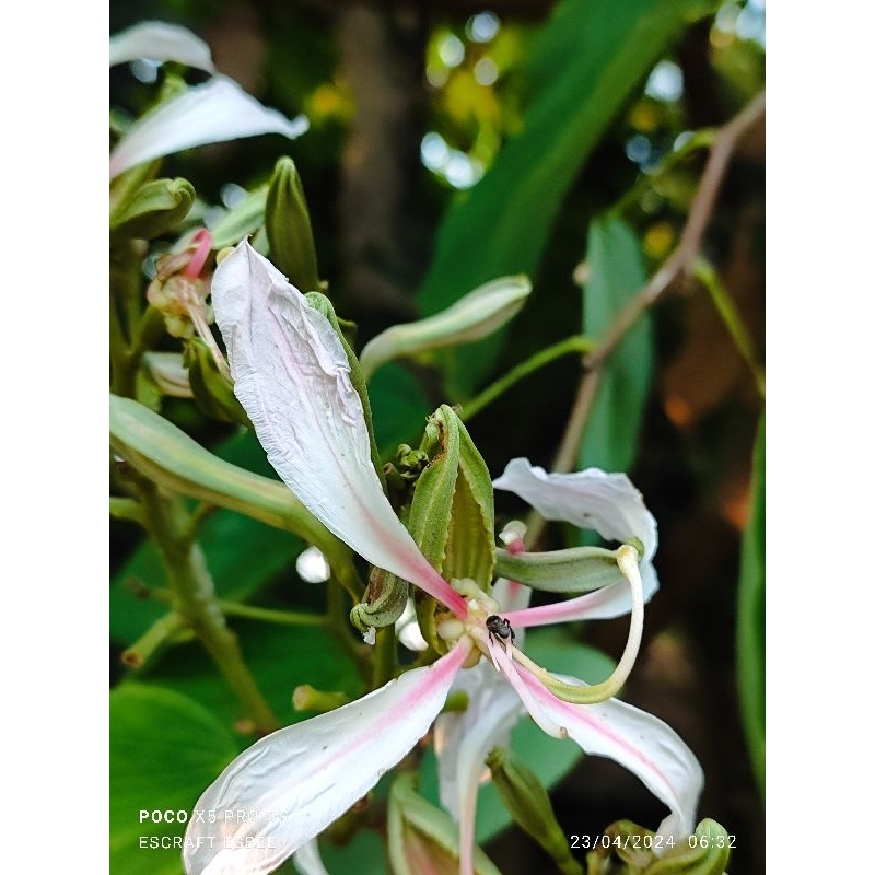 Jual Bibit Bunga Bauhinia / Bunga Kupu Kupu Vegetasi Pakan Lebah ...