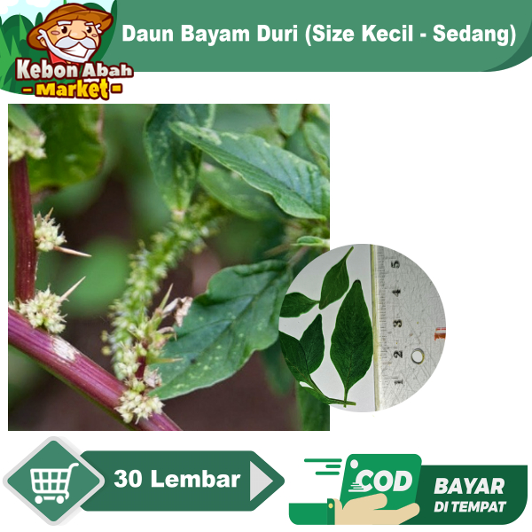 Jual Daun Bayam Duri Batang Merah per 30 Lembar (Daunnya Saja) | Shopee ...