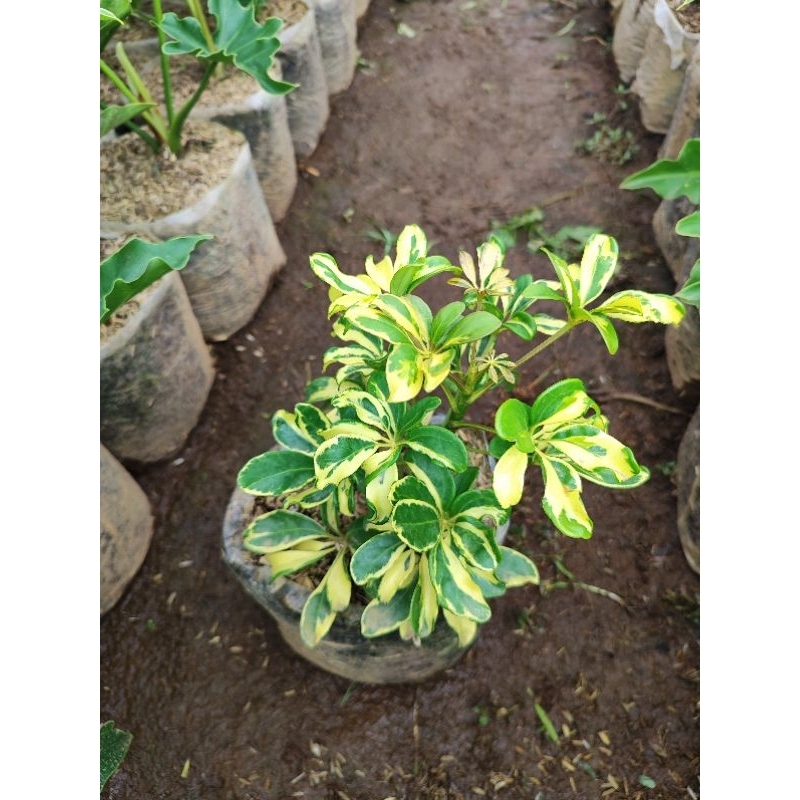 Jual tanaman walisongo varigata kuning hijau | Shopee Indonesia