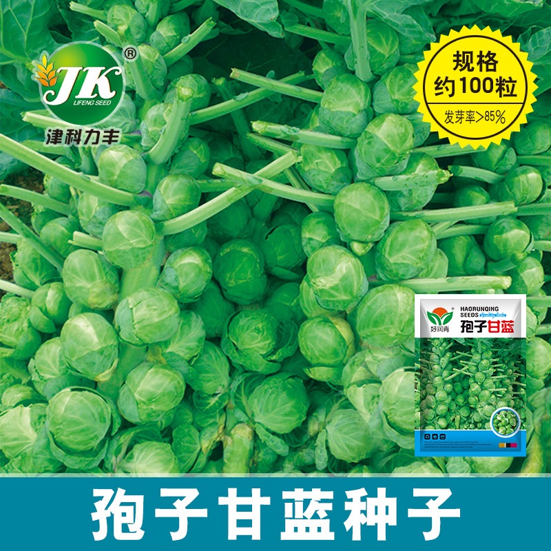 Jual Benih Kubis Brussel Kubis Baby 112 Biji F1 Import | Shopee Indonesia