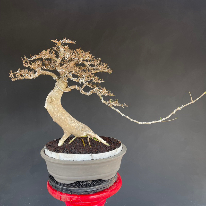 Jual BONSAI SERUT (streblus Asper) | Shopee Indonesia