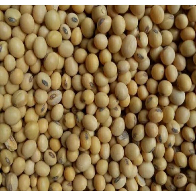 Jual KACANG KEDELAI IMPORT 250GRAM | Shopee Indonesia