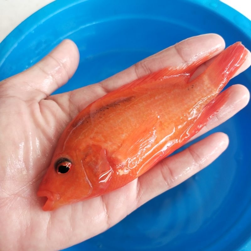 Jual IKAN RED DEVILS / IKAN predator sehat berkwalitas | Shopee Indonesia