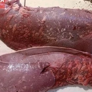 Jual Jeroan Limpa Sapi segar 1kg | Shopee Indonesia