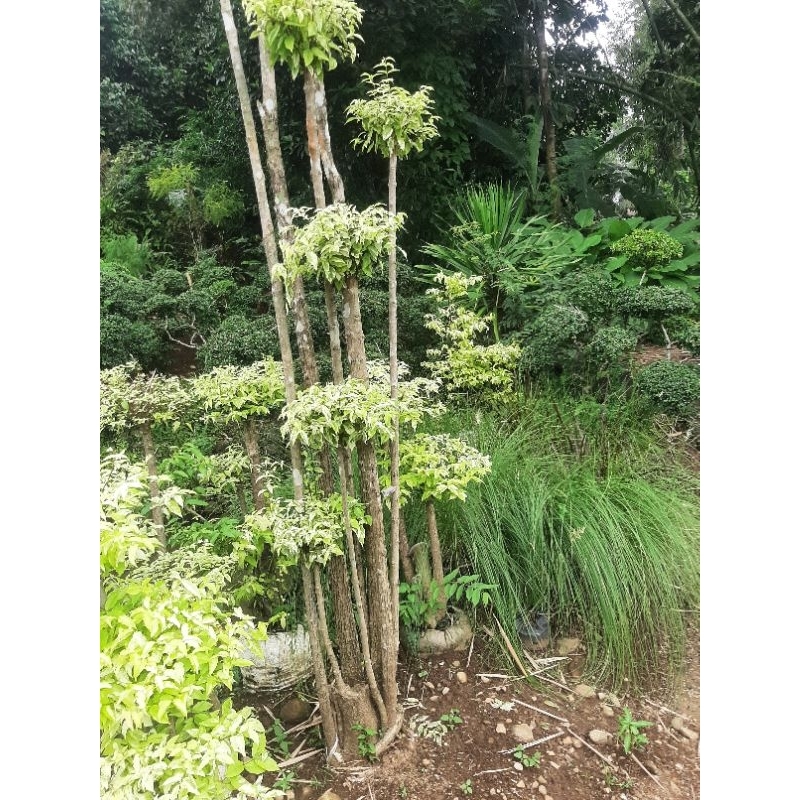 Jual anting putri taman | Shopee Indonesia