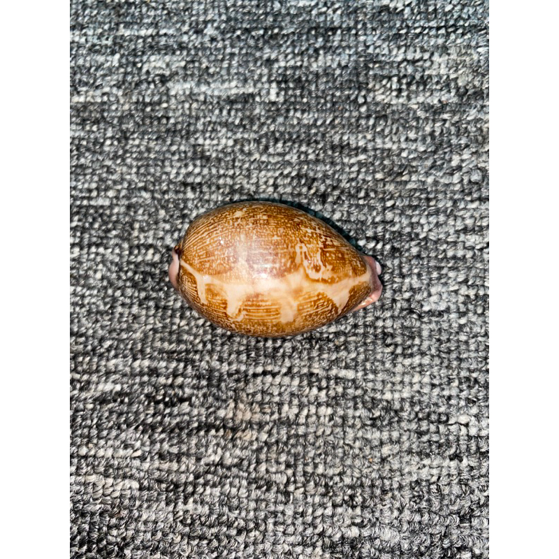 Jual CYPRAEA MAPPA / LEPORICYPRAEA MAPPA | Shopee Indonesia