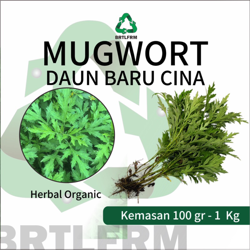 Jual MUGWORT DAUN BARU CINA 100 GR - 1 KG | Shopee Indonesia
