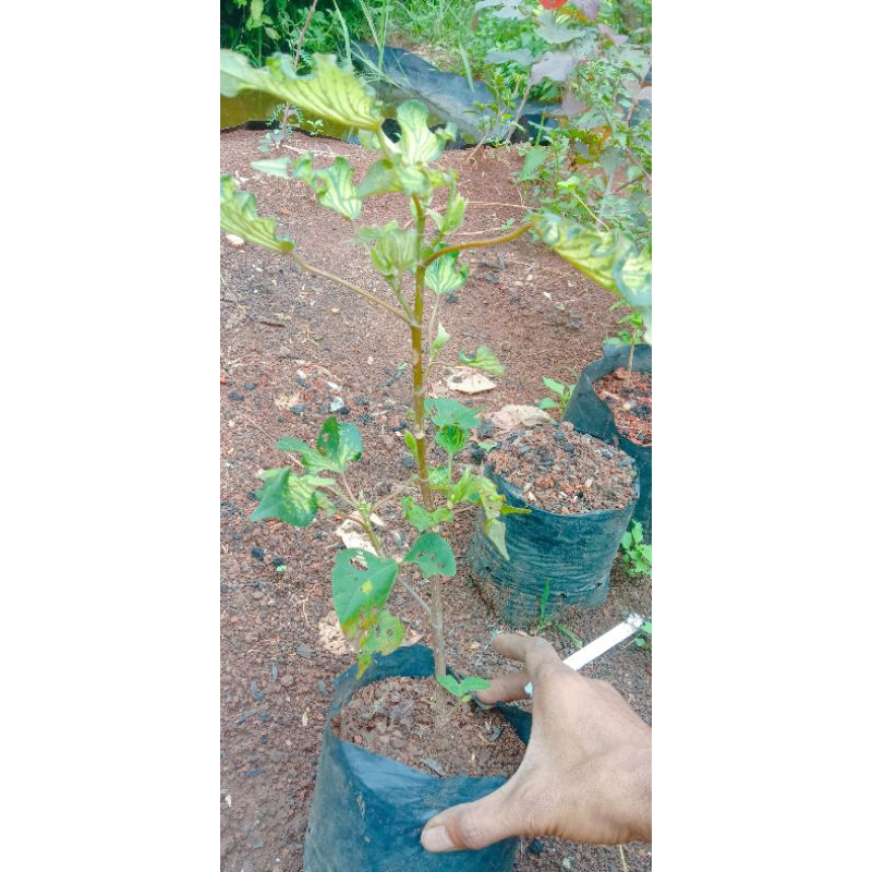 Jual bahan bonsai waru wayang / waru batik | Shopee Indonesia