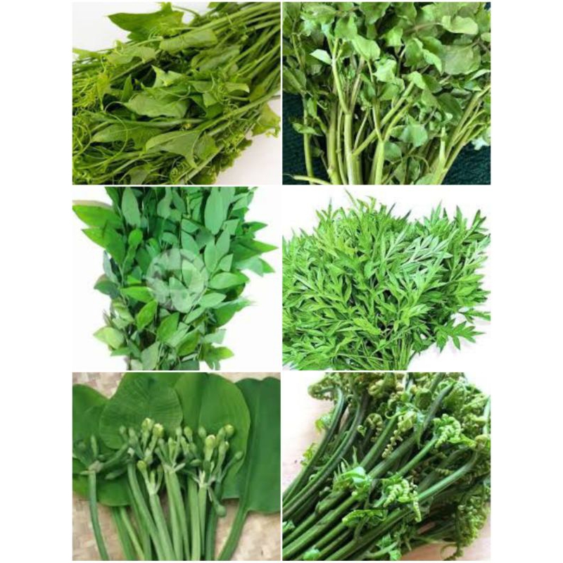 Jual kenikir, genjer, selada air, daun katuk, daun labu, pakis | Shopee ...