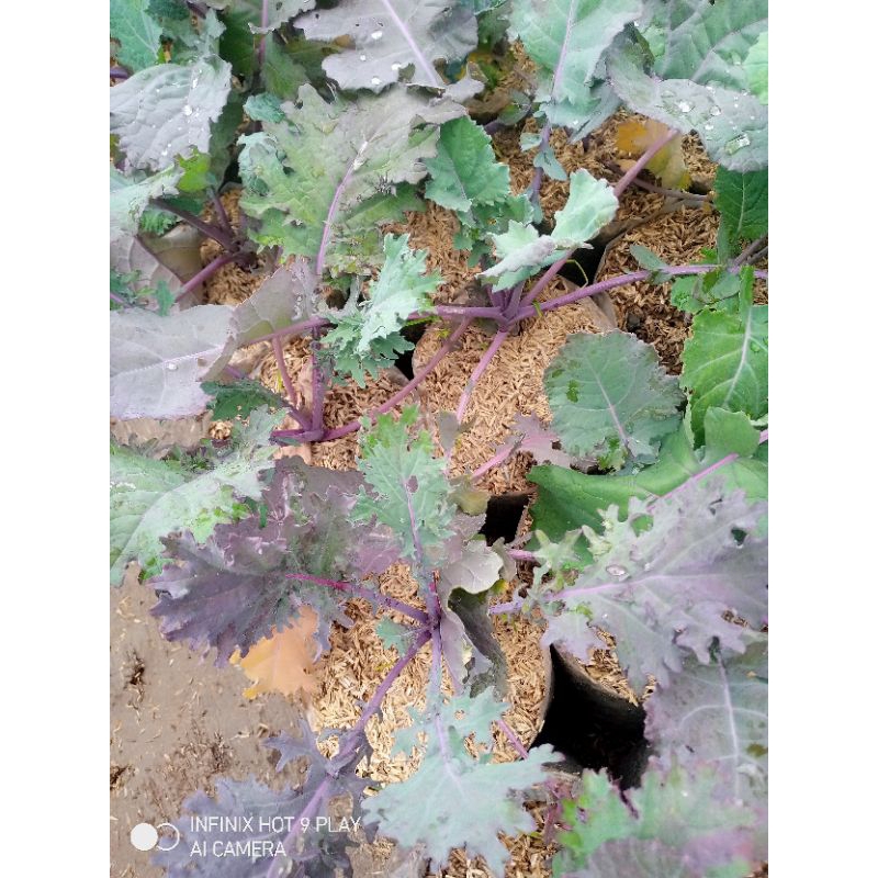 Jual tanaman sayuran red kale rusian/red cale/kalle | Shopee Indonesia