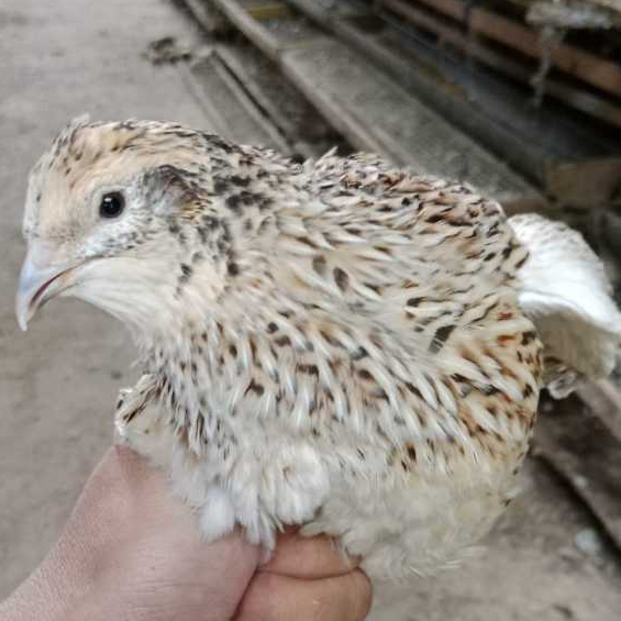 Jual TELOR PUYUH FERTIL MALOND telor fertil PUYUH JUMBO | Shopee Indonesia