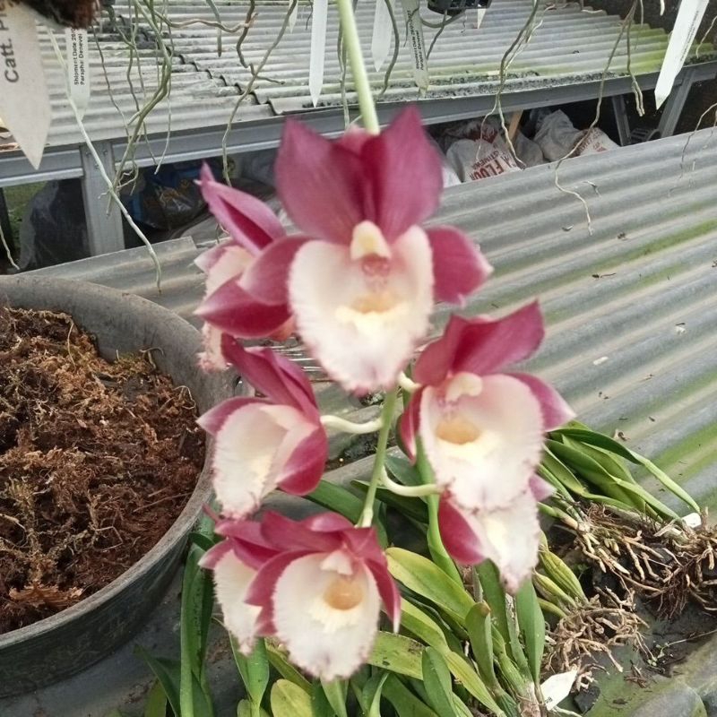 Jual Kondisi Mekar, Anggrek Catasetum Pierre Couret | Shopee Indonesia