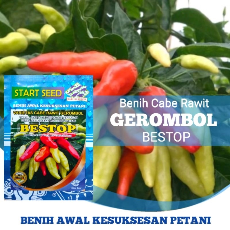 Jual BENIH UNGGUL CABE RAWIT GEROMBOL BESTOP ORIGINAL PABRIK KEMASAN ...