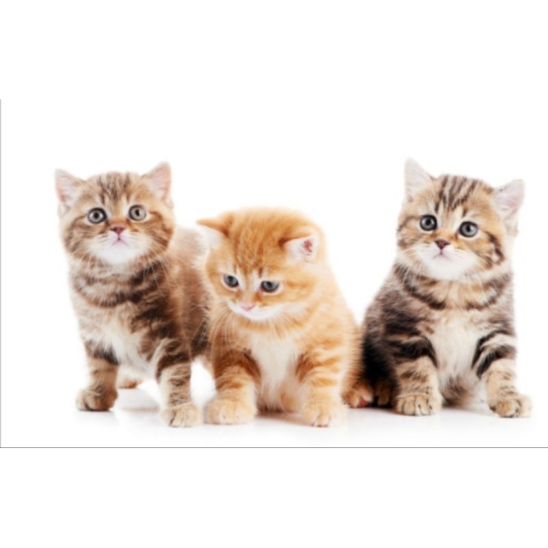 Jual Poster Cetak Gambar Kucing Lucu untuk hiasan dinding | Shopee ...
