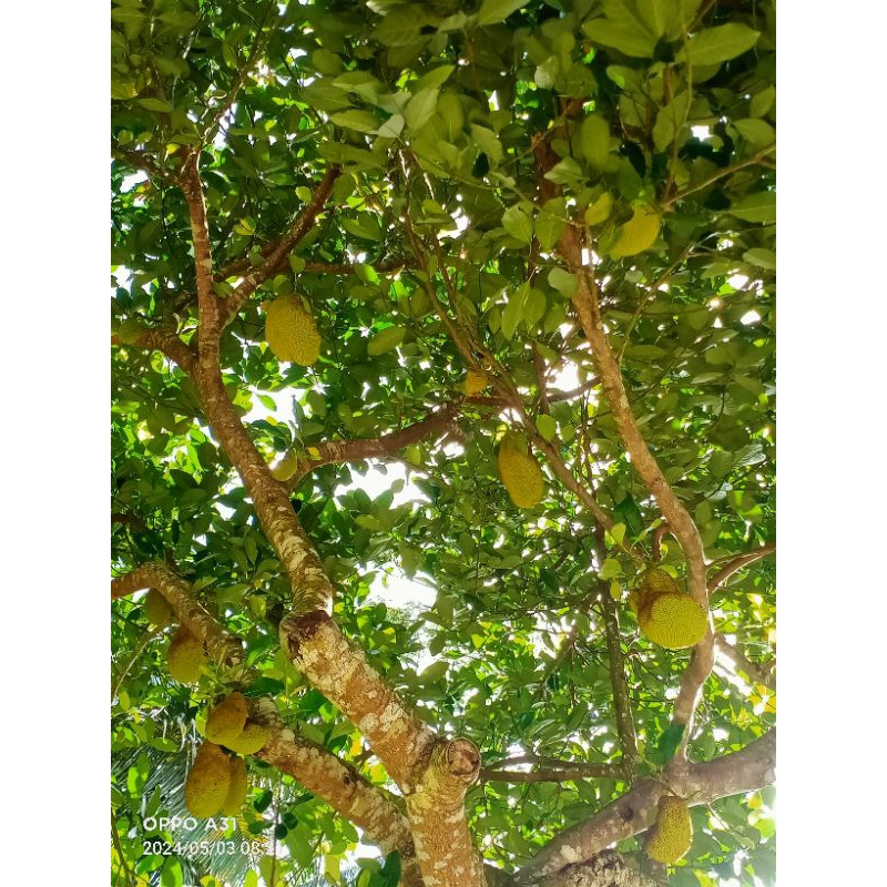 Jual NANGKA SAYUR FRESH BESAR 5 KG | Shopee Indonesia