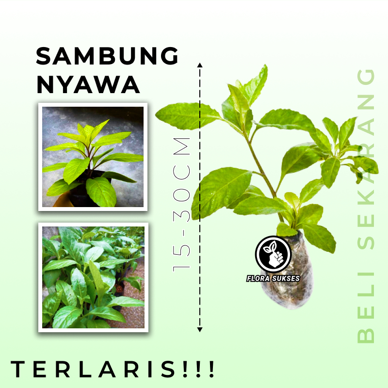 Jual Bibit Tanaman Herbal Sambung Nyawa Tanaman Obat Sambung Nyawa Daun ...