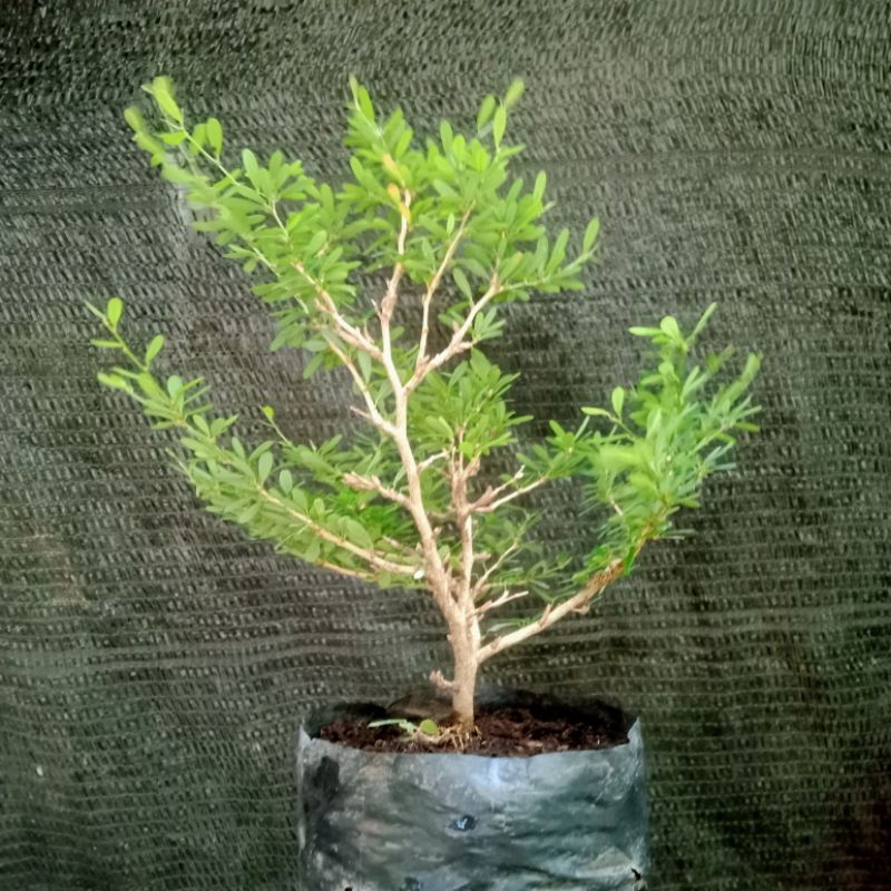 Jual Saeng Simbur Super Mikro Vietnam | Shopee Indonesia