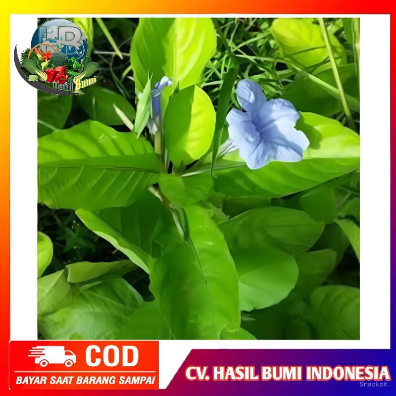 Jual Tanaman Daun kencono ungu / daun kencana ungu / daun pletekan ...