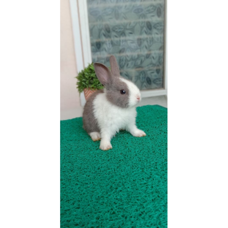 Jual KELINCI DUTCH DAK DUT | Shopee Indonesia