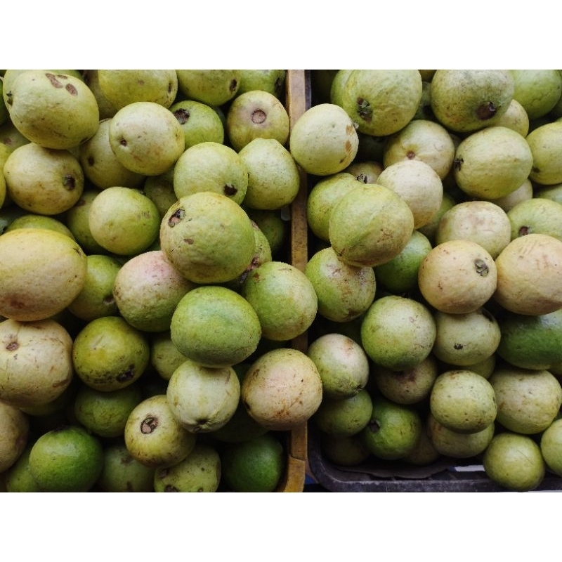 Jual Jambu Merah | Shopee Indonesia