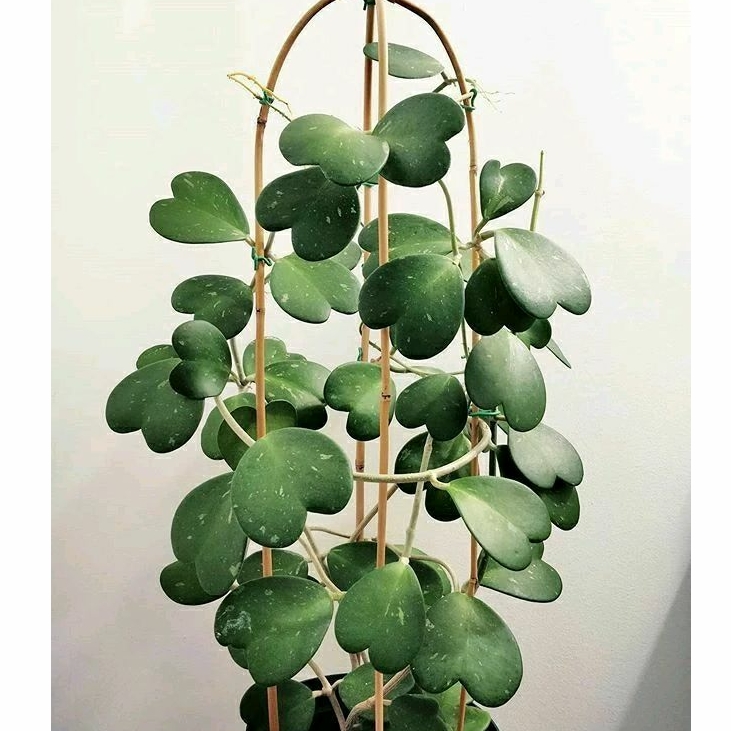 Jual LOVE HOYA CLUSTER 5 DAUN | Shopee Indonesia