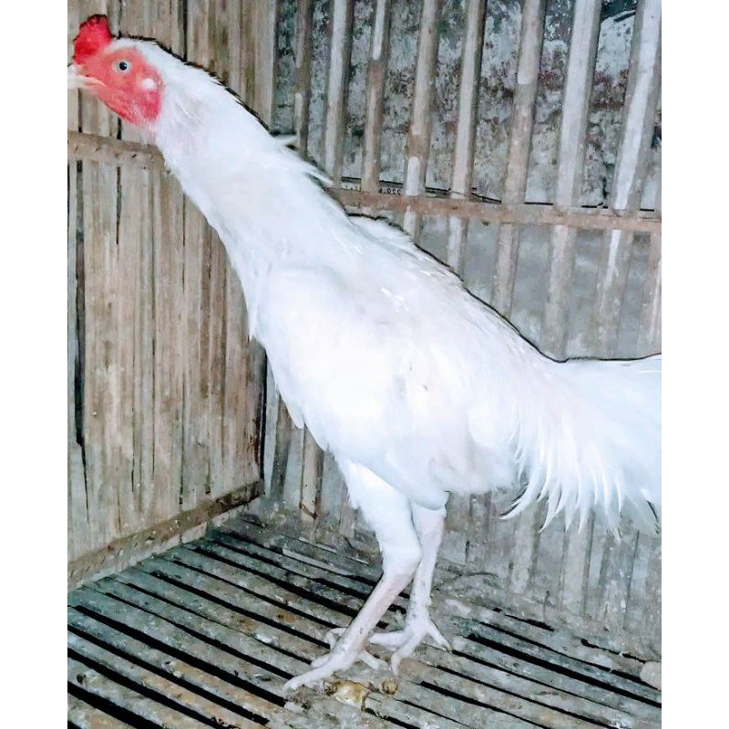 Jual Ayam Jago putih full tembus usia11bulan | Shopee Indonesia