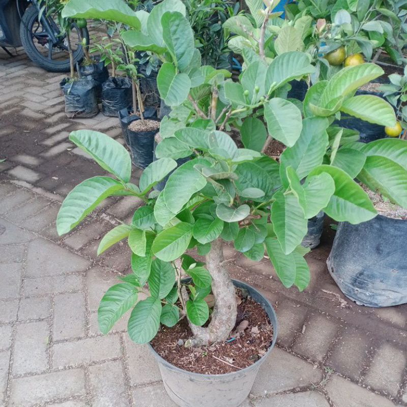 Jual BIBIT JAMBU BONSAI BERBUNGA | Shopee Indonesia