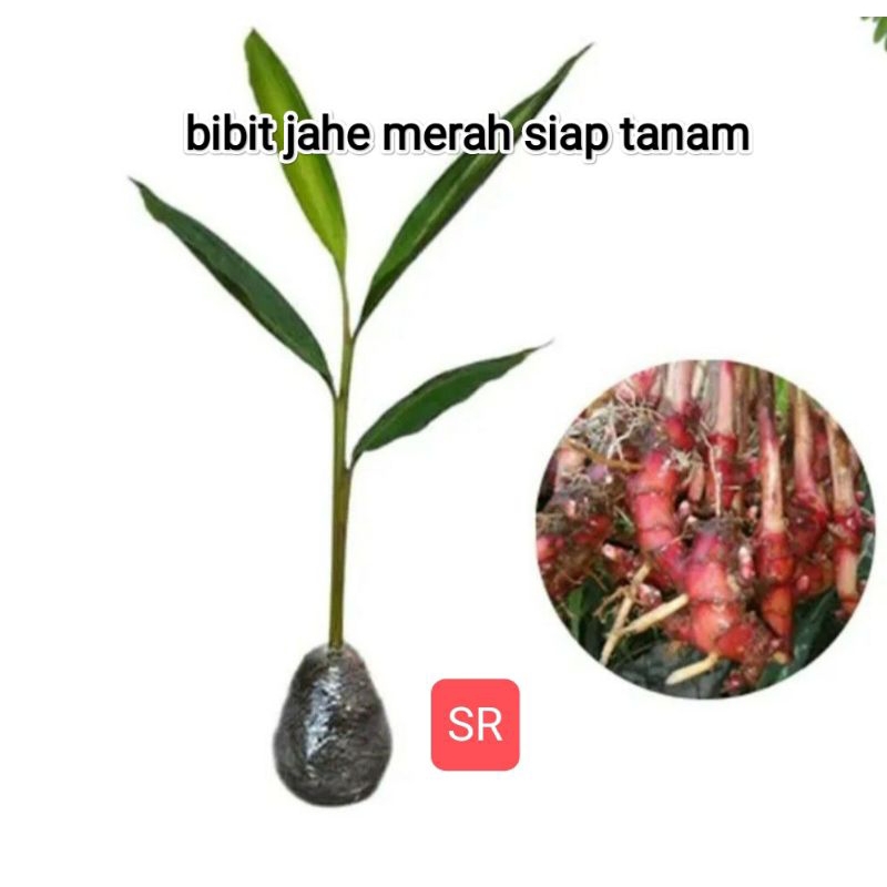 Jual bibit jahe merah siap tanam, pohon jahe merah ( isi 2 pcs ...
