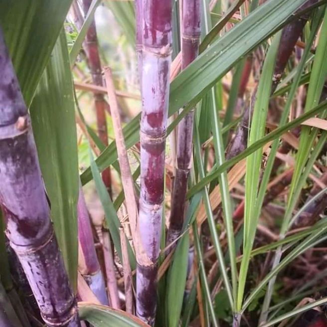 Jual BIBIT TEBU MERAH MANIS (beli 5 gratis 1) | Shopee Indonesia