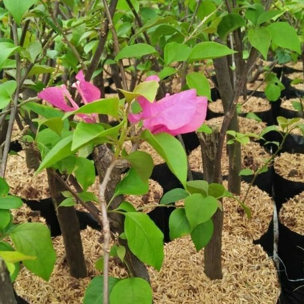 Jual BIBIT BUNGA KERTAS/BUGENVIL SUPER SIAP TANAM BELI 5 GRATIS 1 ...