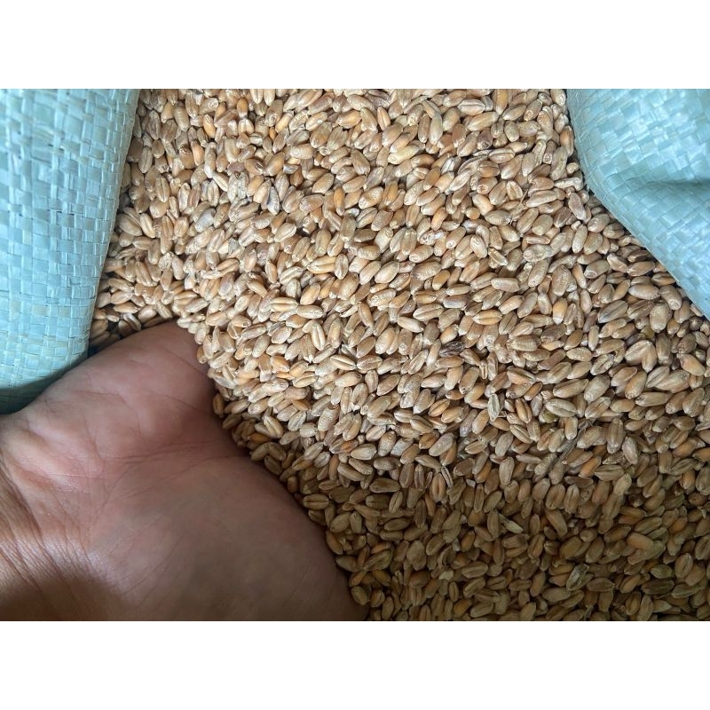 Jual BIJI GANDUM UTUH 1KG | Shopee Indonesia