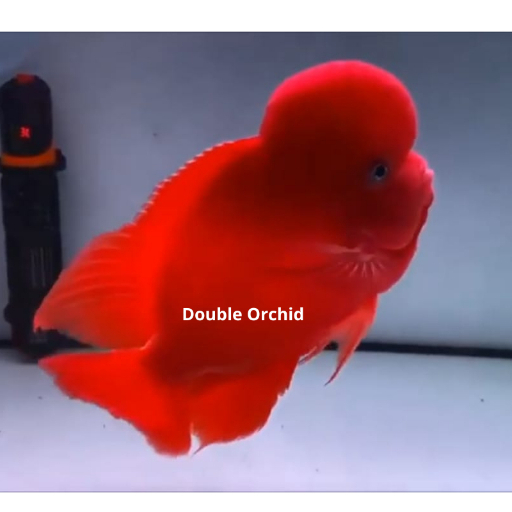 Jual Burayak Louhan Super Red Monkey Import Thailand NON COD | Shopee ...