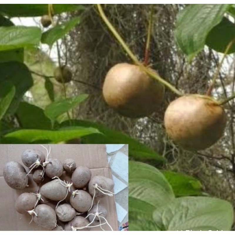 Jual Bibit kentang gantung / kentang udara / gembolo isi 4 buah ...