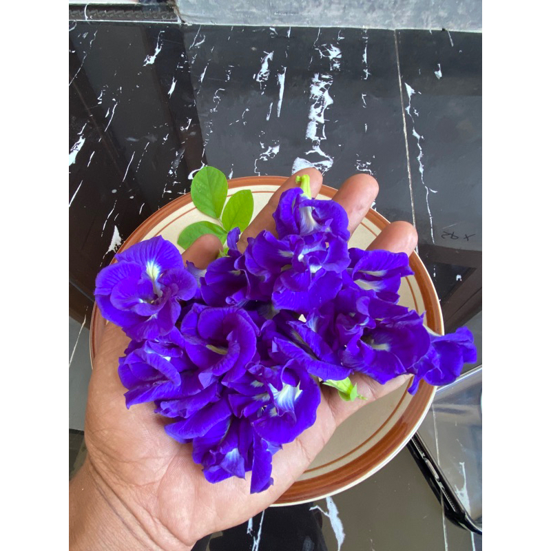 Jual bunga telang/butterfly fresh 20 helai | Shopee Indonesia