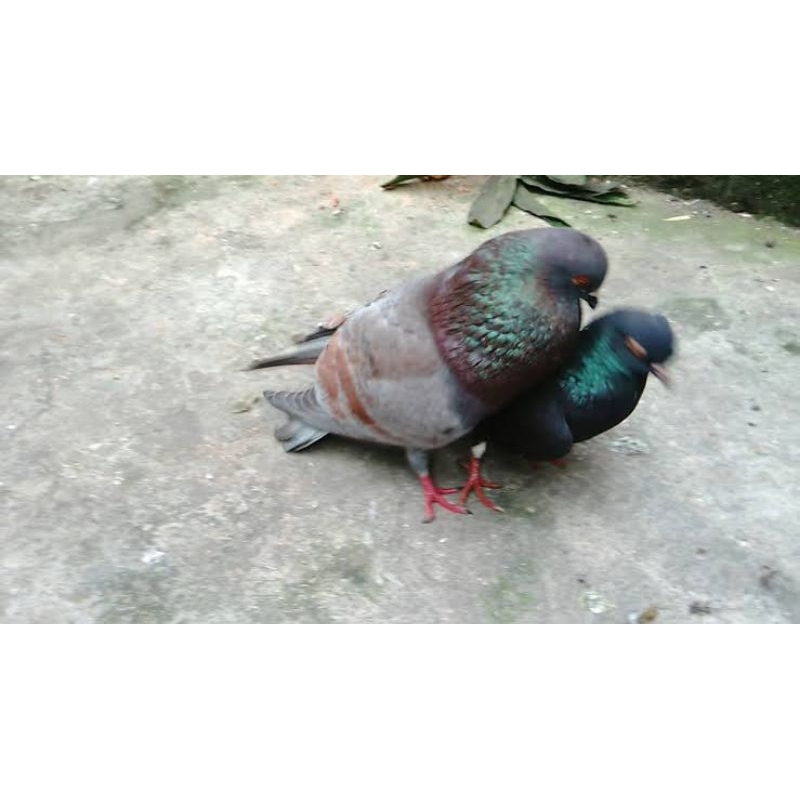 Jual burung merpati sepasang | Shopee Indonesia