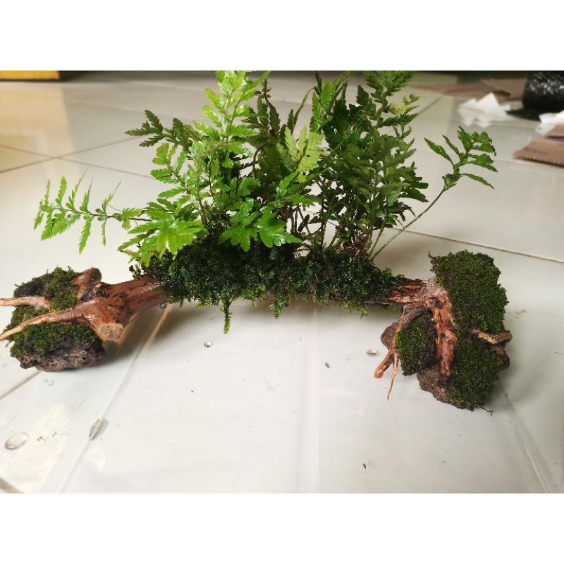 Jual harscape kayu rasamala full tanaman+mos Aquascape | Shopee Indonesia