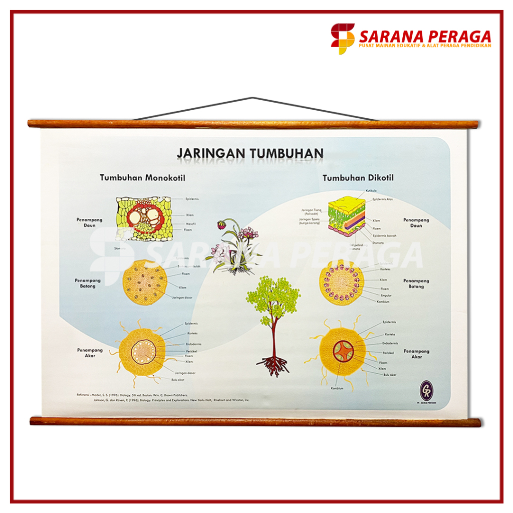 Jual SaranaPeraga - Carta Poster Jaringan Tumbuhan / Carta Alat Peraga ...