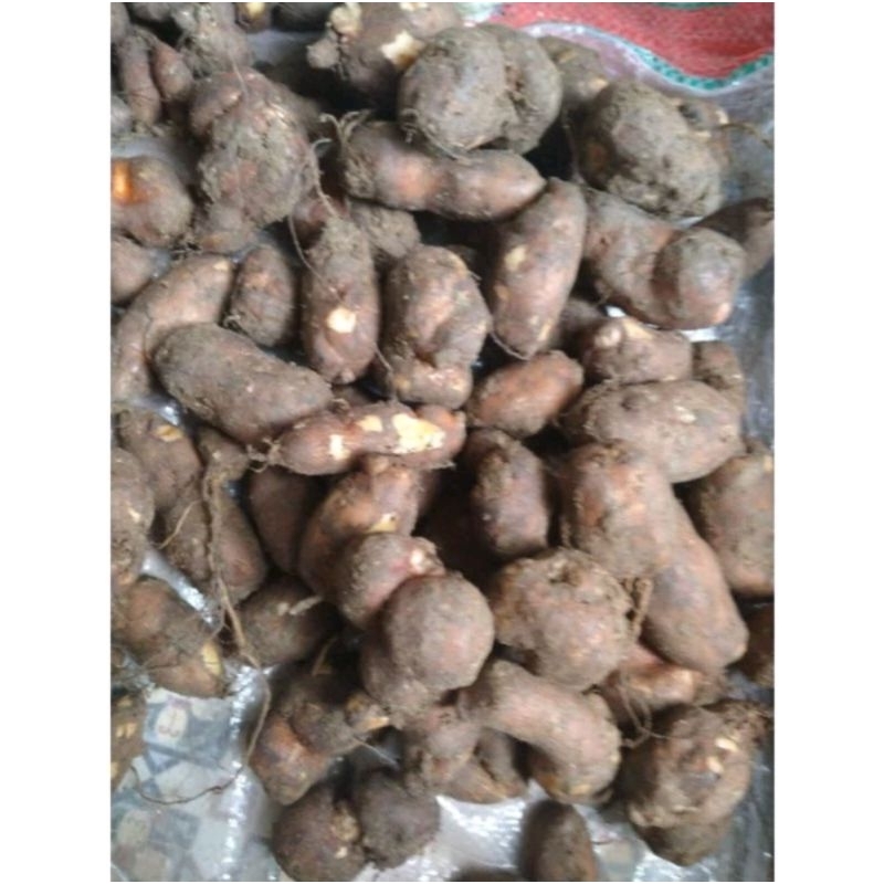 Jual Kentang Hitam Kemasan 1kg | Shopee Indonesia