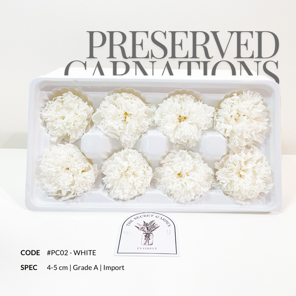 Jual PRESERVED CARNATIONS [8PCS/BOX] BUNGA ASLI KERING | DRIED FLOWER ...