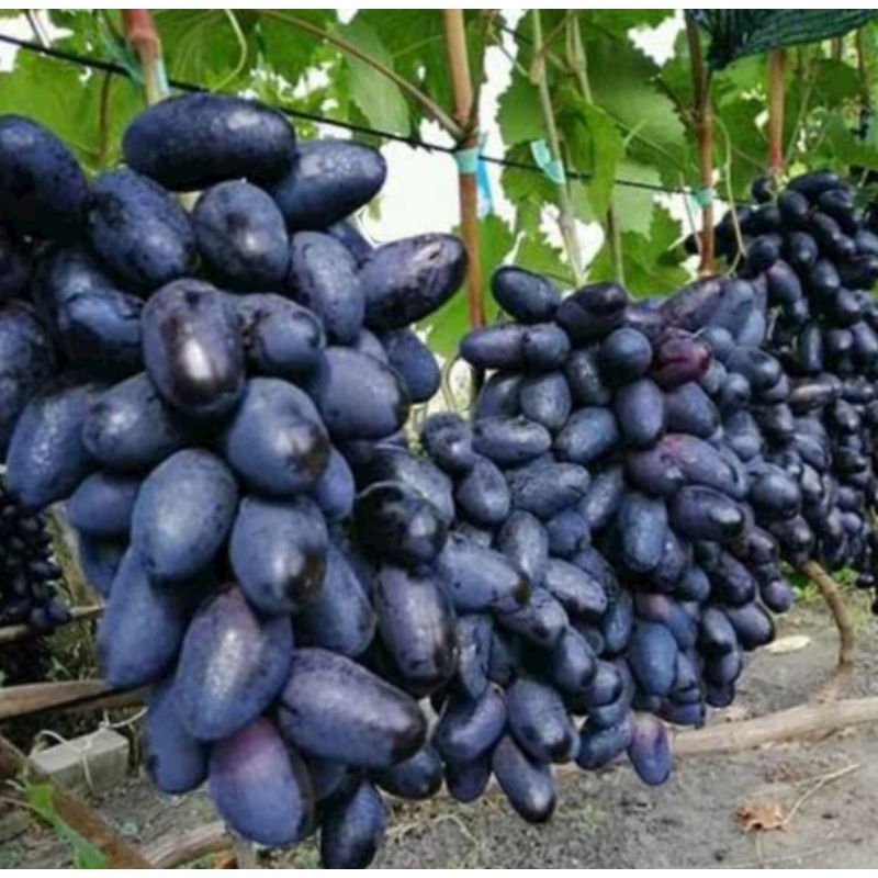 Jual bibit anggur impor gozv | Shopee Indonesia