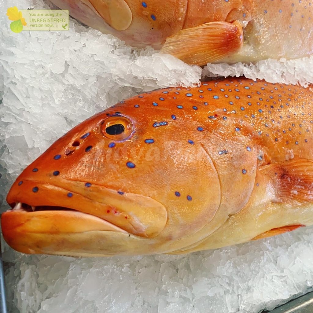 Jual Ikan Kerapu Merah Segar Ikan Kerapu Merah Kerapu Lodi 1Kg | Shopee ...