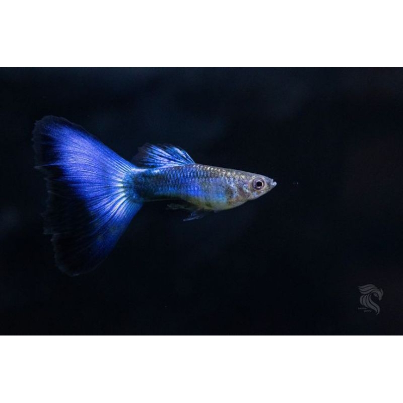 Jual ikan hias guppy SINGA BLUE TAIL hiasan aquarium,kolam dan ...