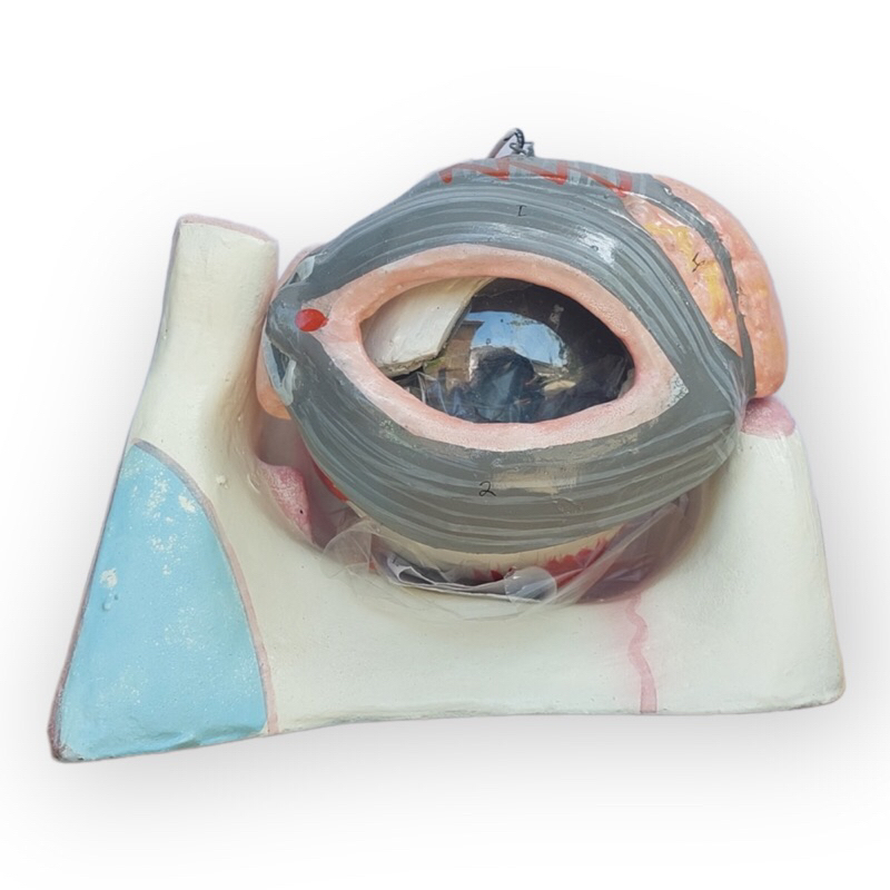 Jual Alat Peraga Pendidikan Anatomi Torso Model Mata Satu | Shopee ...