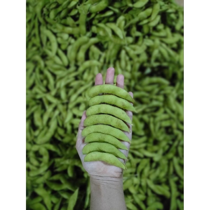 Jual EDAMAME FRESH SUPER PREMIUM 1KG | Shopee Indonesia