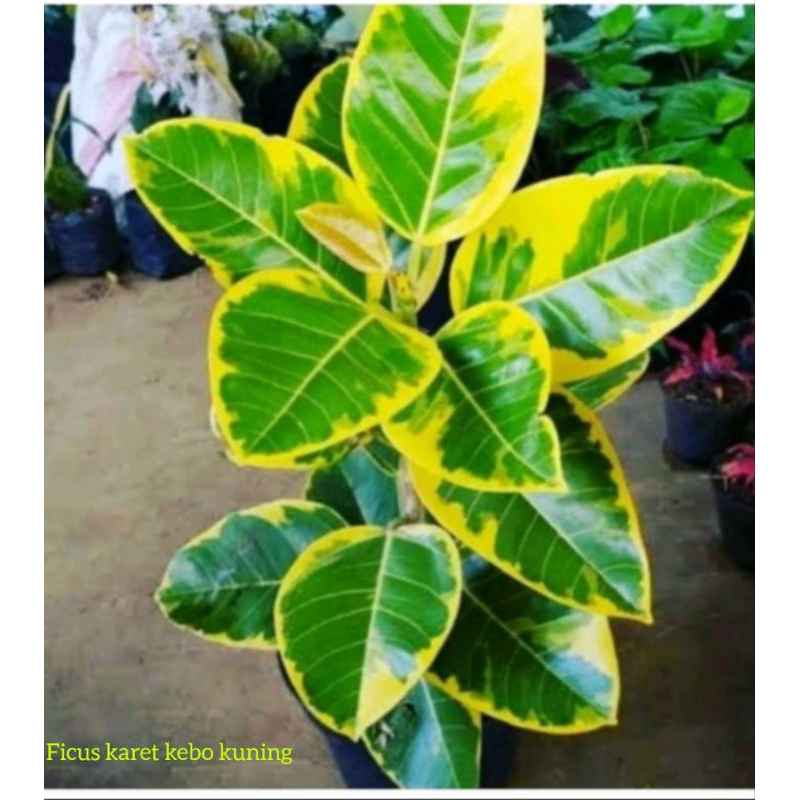 Jual Tanaman ficus karet kebo varigata kuning/limon | Shopee Indonesia