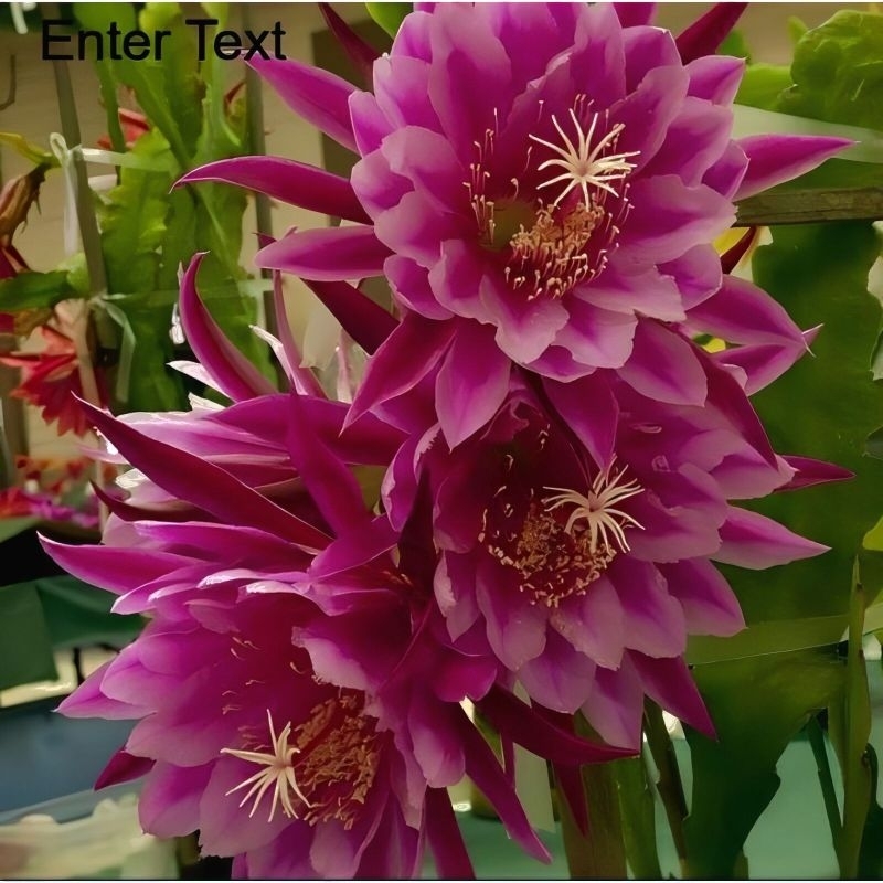 Jual Tanaman hias Wijaya kusuma bunga pink - pohon hias Wijaya Kusuma ...